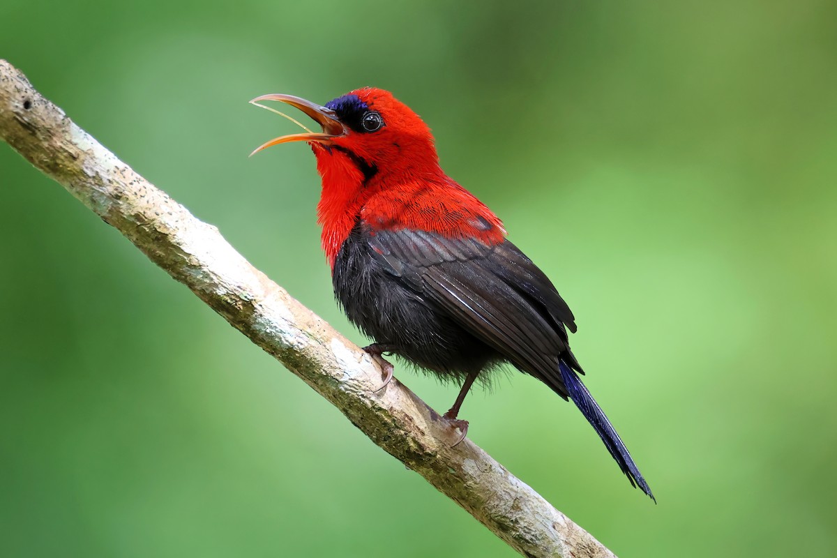 ML558100341 - Magnificent Sunbird - Macaulay Library