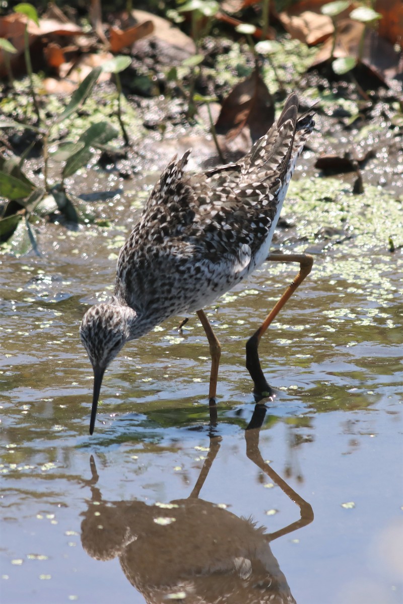 eBird Checklist - 15 Apr 2023 - Manatee Co. WWTF holding ponds - 21 species