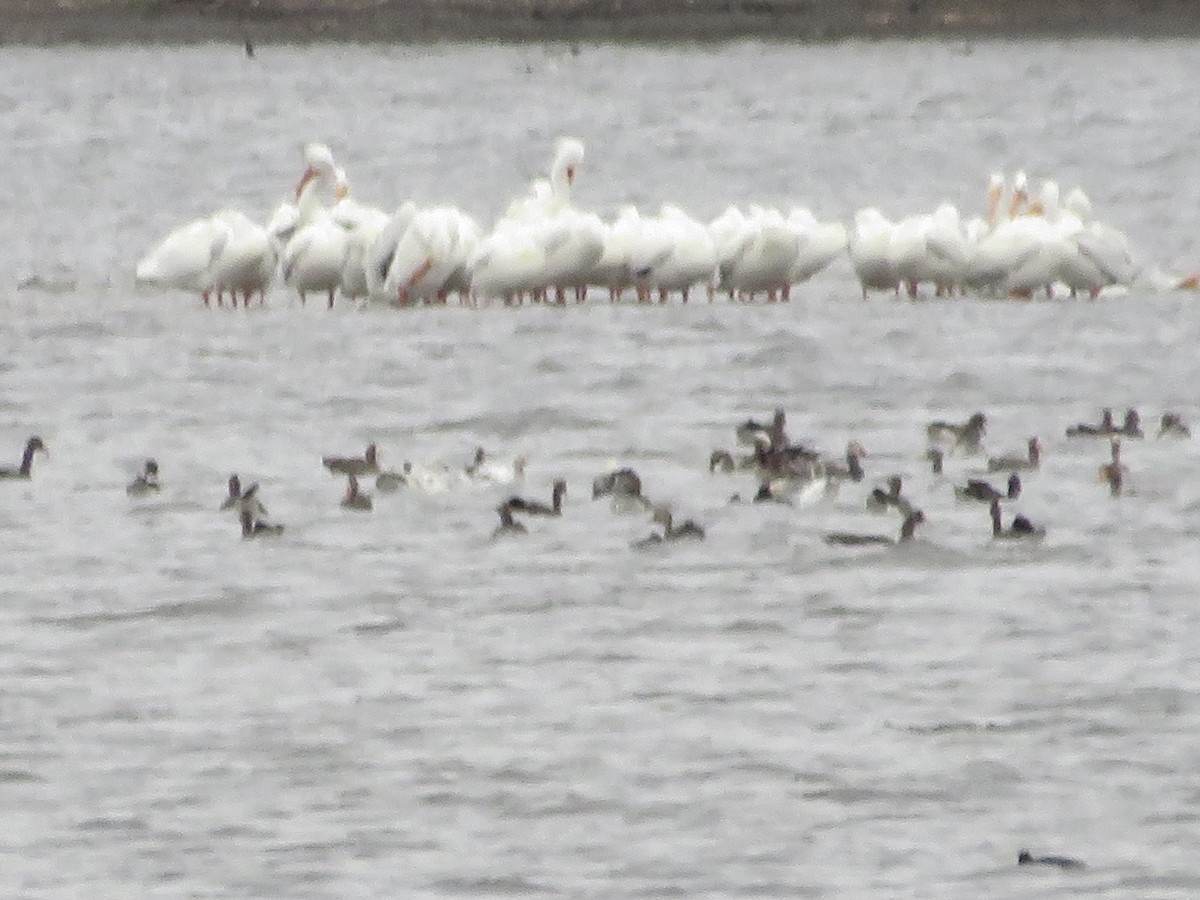eBird Checklist - 15 Apr 2023 - Lake Byllesby (Goodhue Co.) - 43 species
