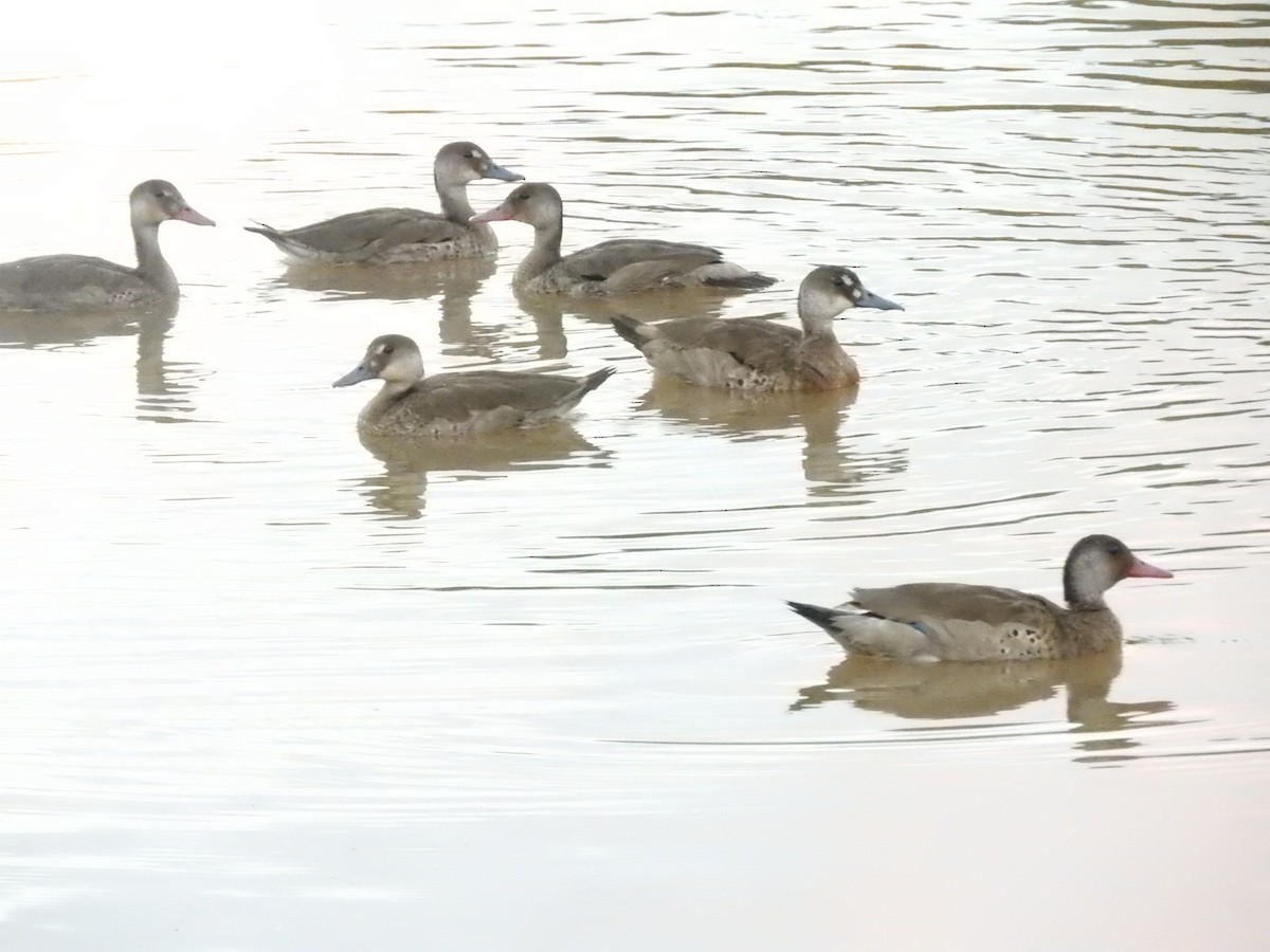 eBird Checklist - 15 Apr 2023 - São José dos Campos--Clube de Campo ADC ...