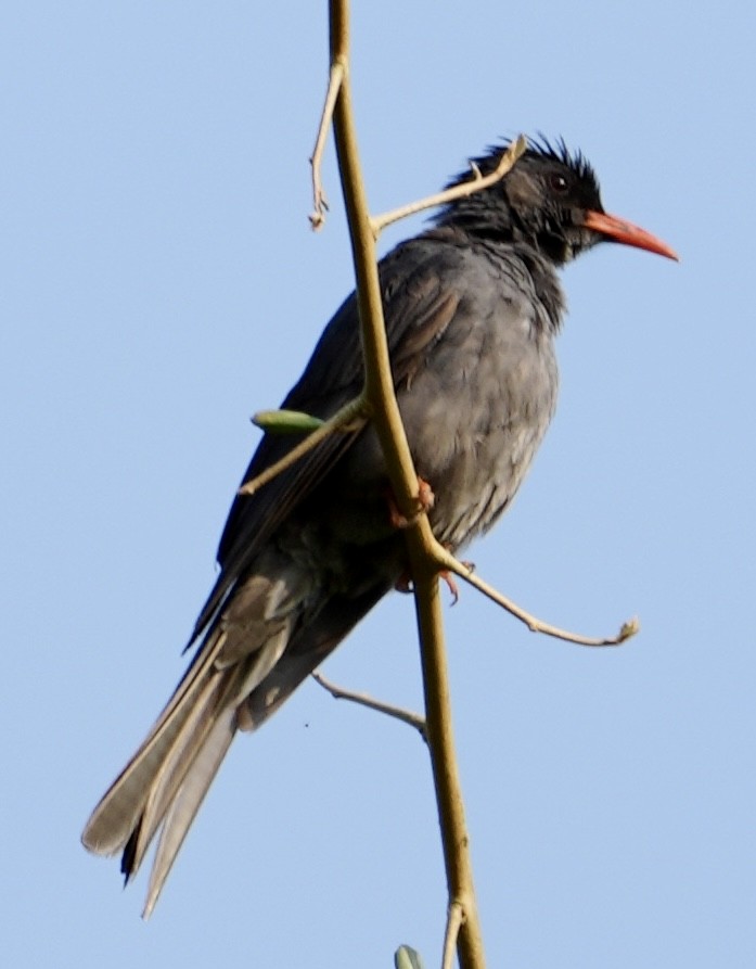 eBird Checklist - 16 Apr 2023 - Pasarni Ghat,Wai.Satara - 9 species