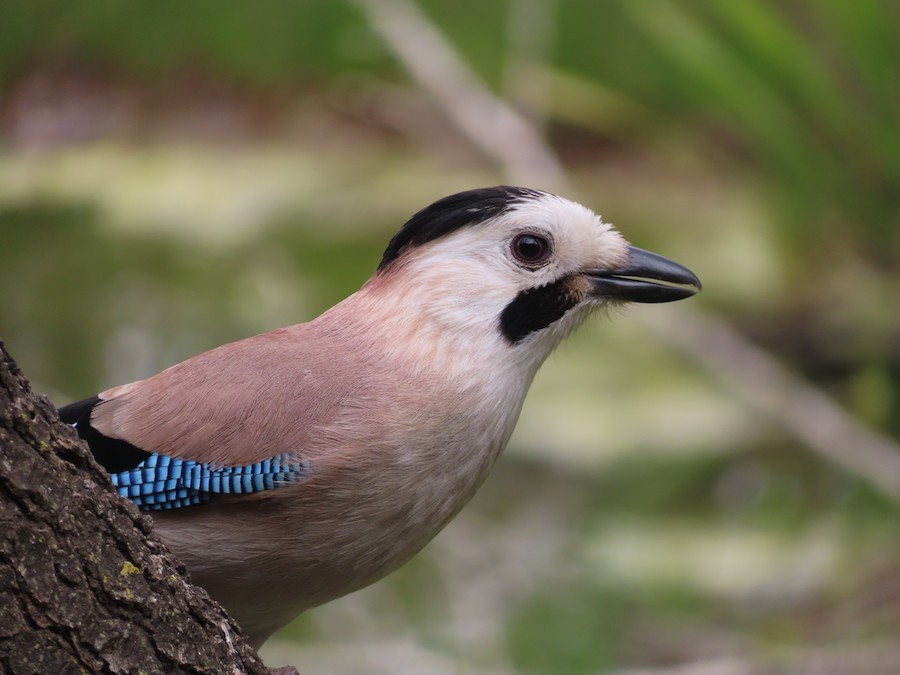 Eurasian Jay (Black-capped) - eBird