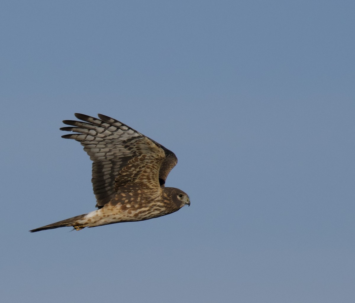 eBird Checklist - 10 Apr 2023 - Seedskadee NWR--Hwy 28 bridge - 13 species