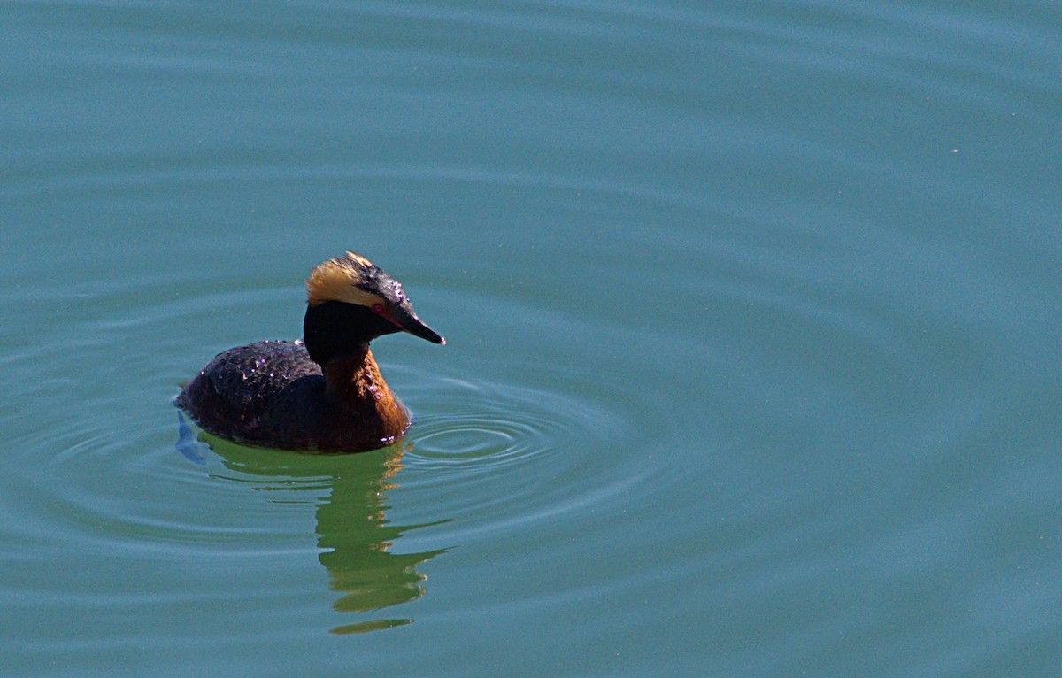 ML558894451 - Horned Grebe - Macaulay Library