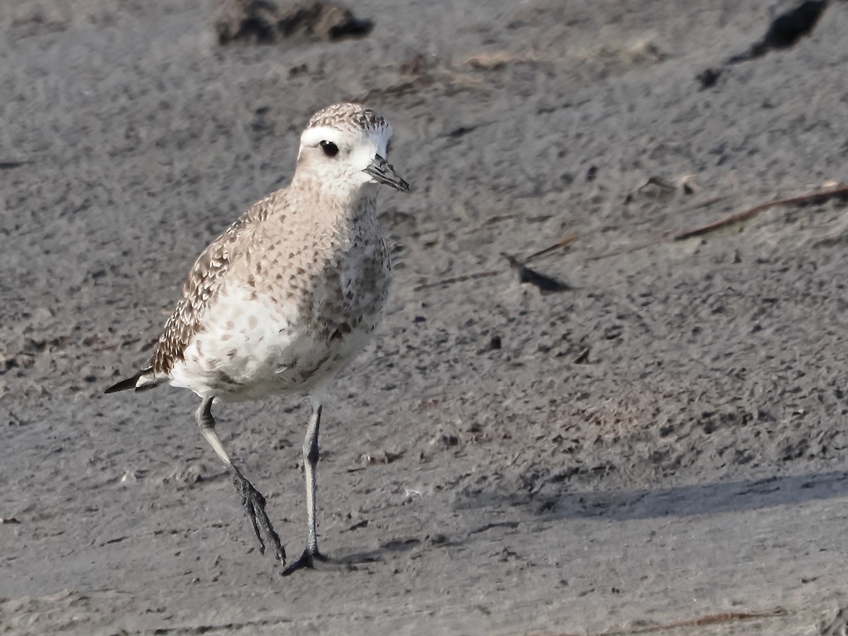 eBird Checklist - 14 Apr 2023 - Parker River NWR - 39 species