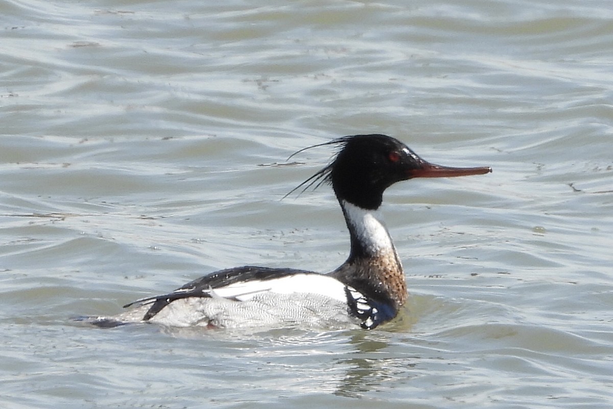 eBird Checklist - 17 Apr 2023 - Lee Kay Ponds - 35 species