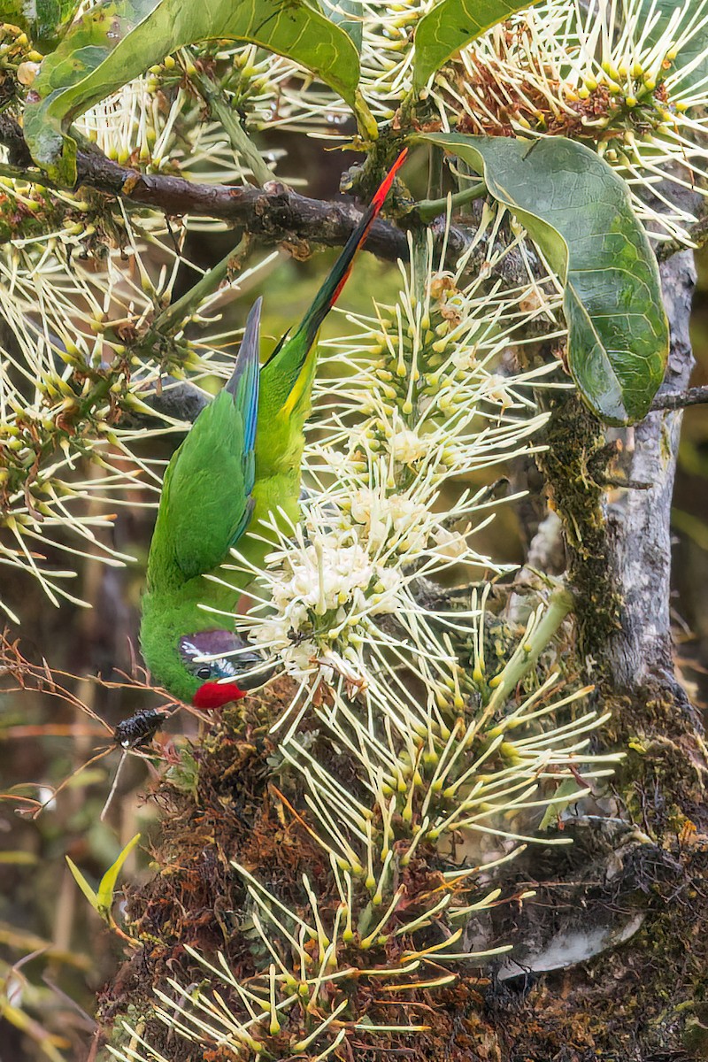 eBird Checklist - 23 Sep 2022 - Pass area of new Telefomin Road - 11 ...