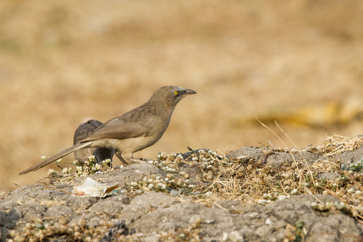 ML559402881 - Large Gray Babbler - Macaulay Library