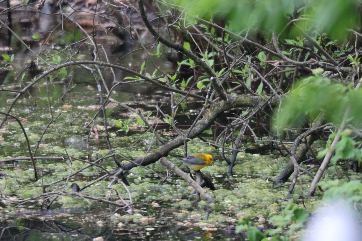 eBird Checklist - 18 Apr 2023 - Prospect Park - 49 species