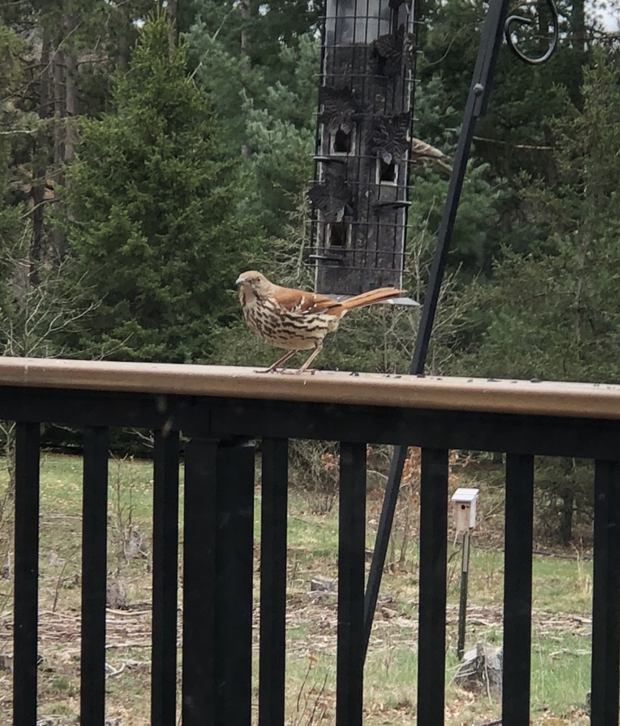 eBird Checklist - 18 Apr 2023 - West Olive US-MI 42.92272, -86.17099 ...