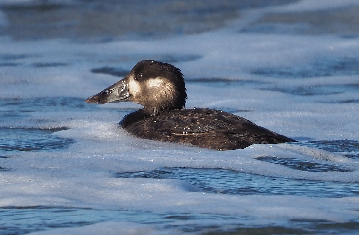 eBird Checklist - 9 Apr 2023 - Pinnacle Gulch Trail and Beach - 64 ...