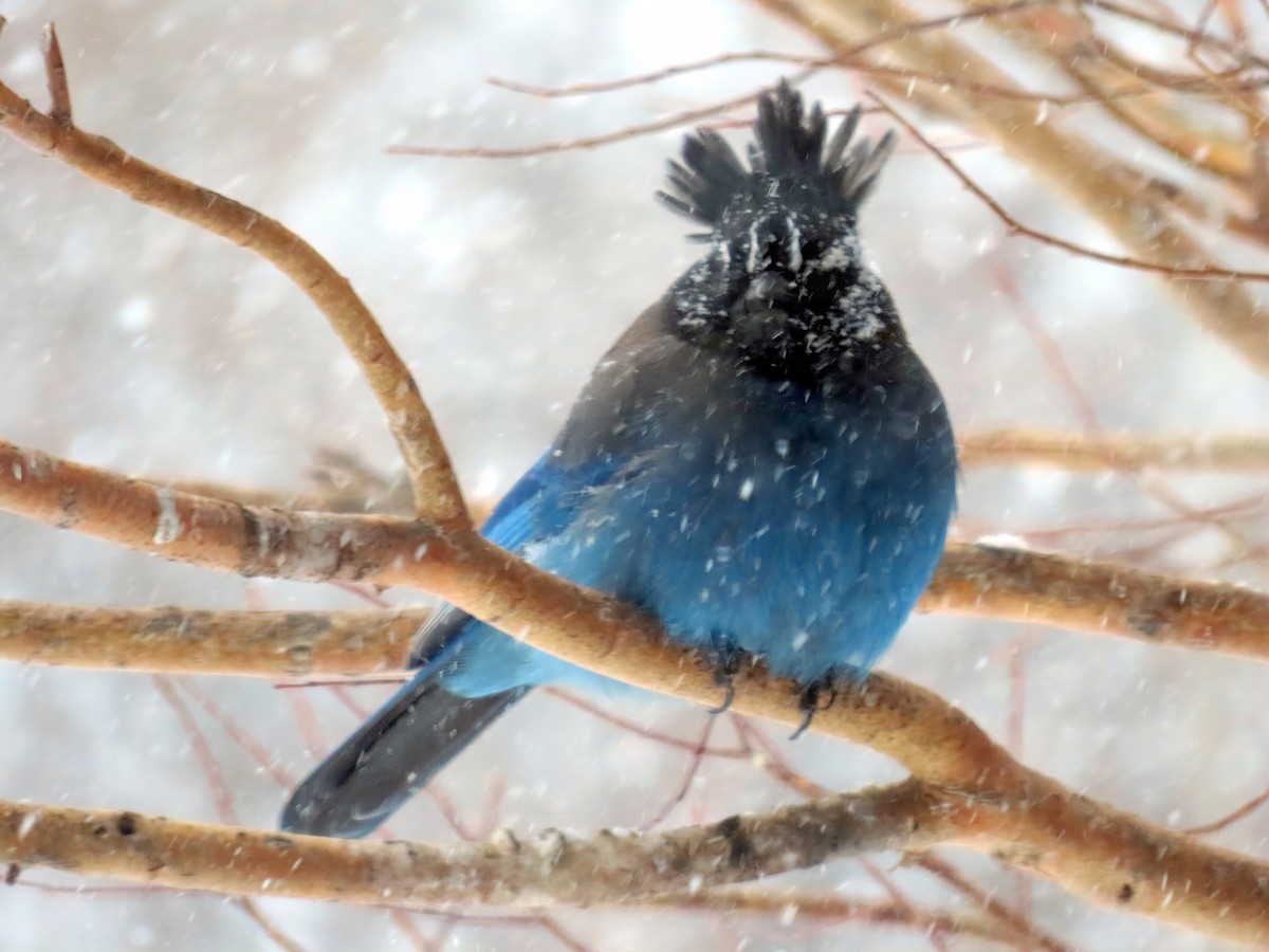 eBird Checklist - 15 Apr 2023 - State Forest SP--Moose Visitor Center ...