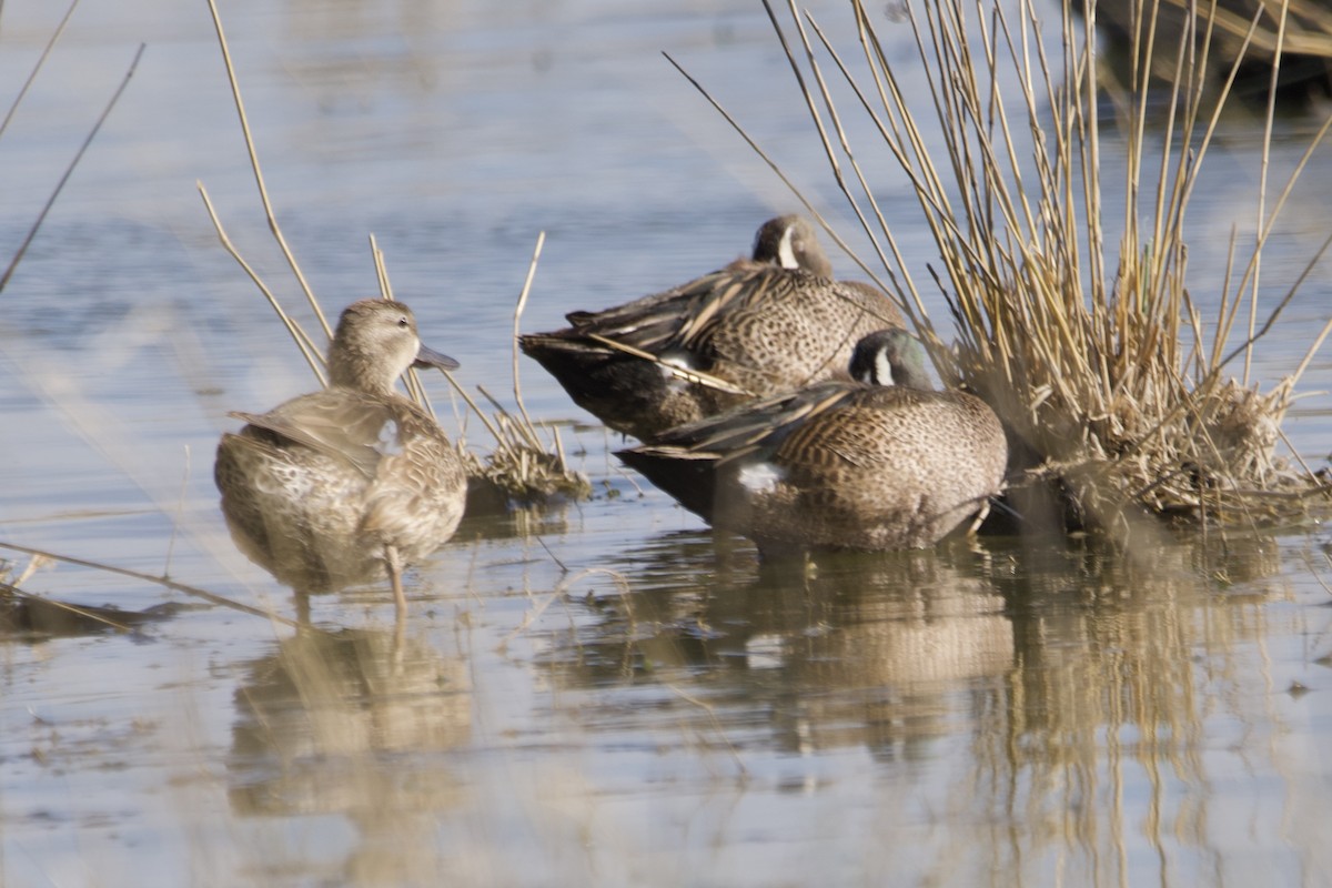 eBird Checklist - 17 Apr 2023 - Willcox--Lake Cochise and Twin Lakes ...