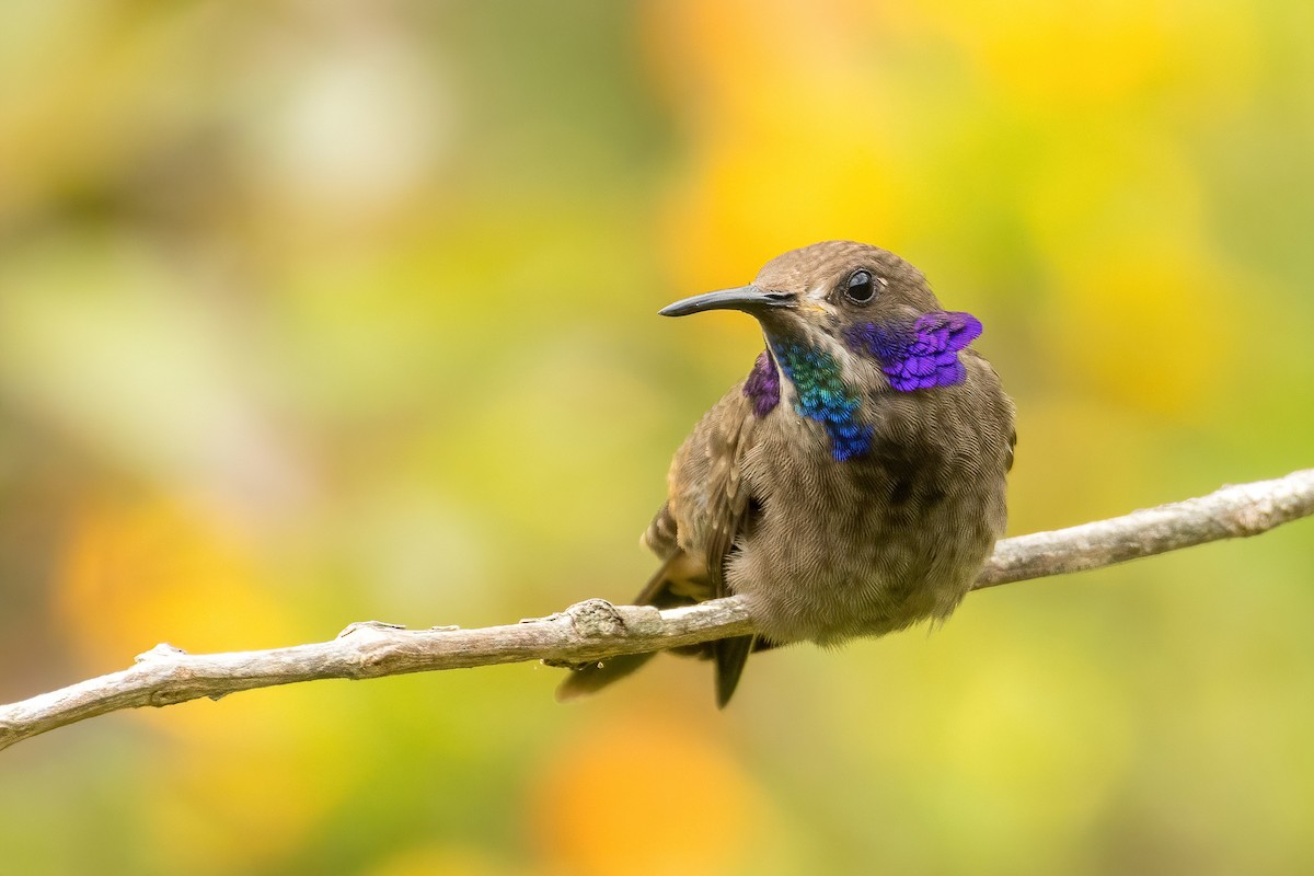 eBird Checklist - 10 Apr 2023 - Mountain House-Bird Lodge - 19 species