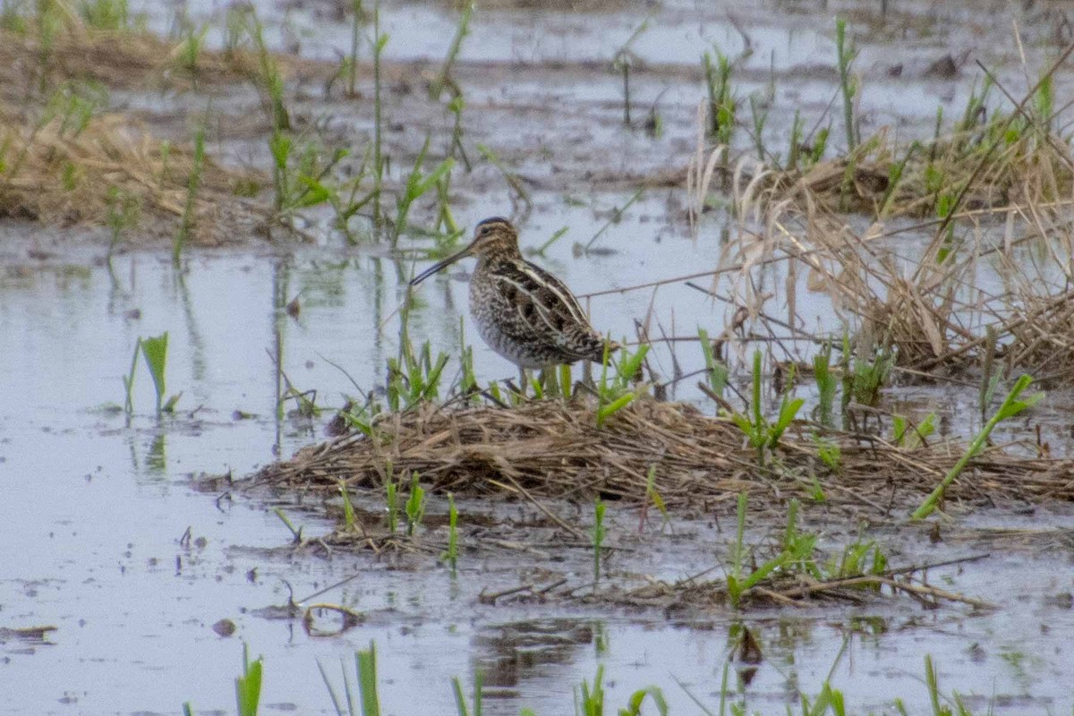 eBird Checklist - 20 Apr 2023 - Ridgefield NWR - 40 species