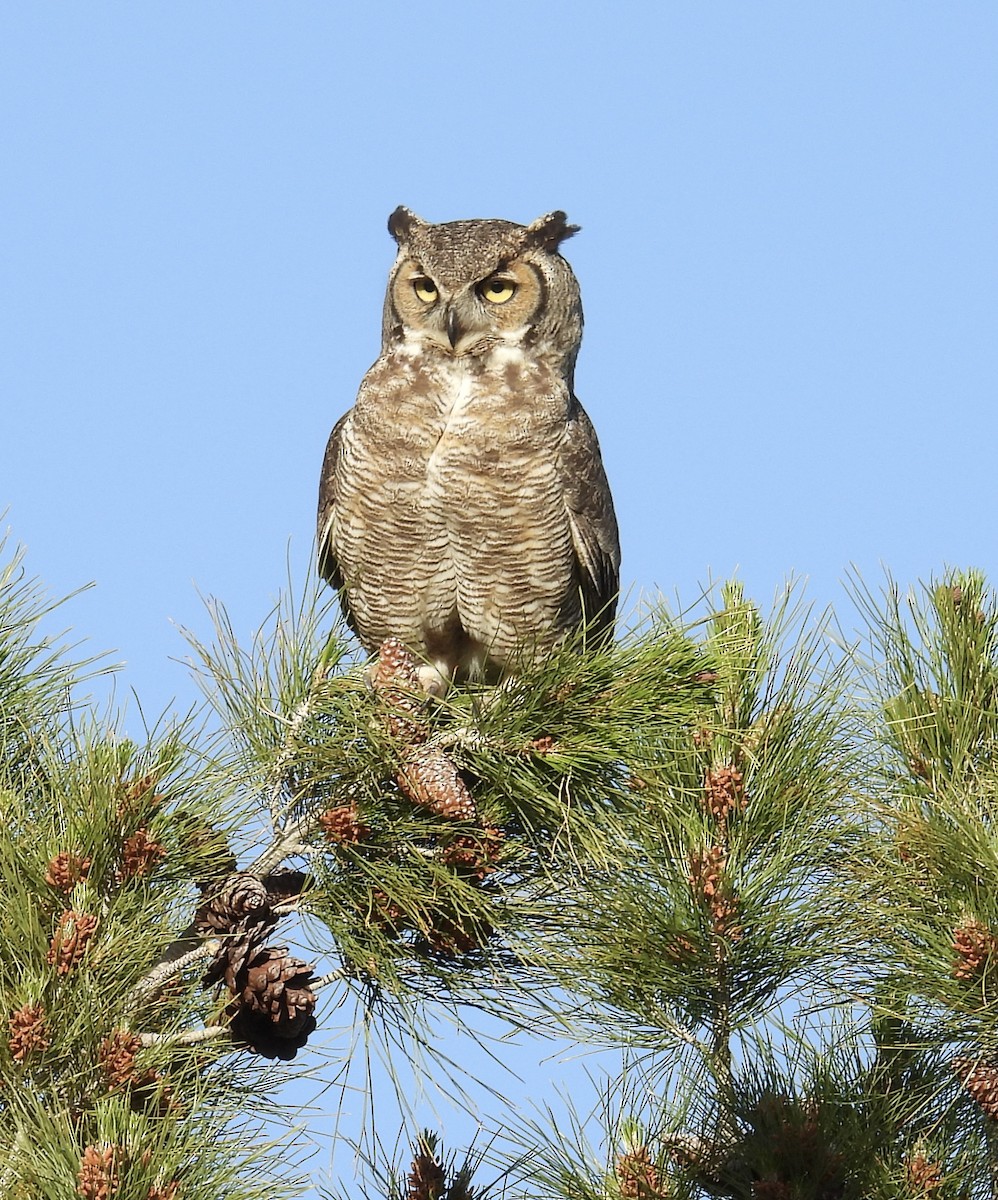 eBird Checklist - 20 Apr 2023 - Viewpoint Golf Resort, Mesa US-AZ 33. ...