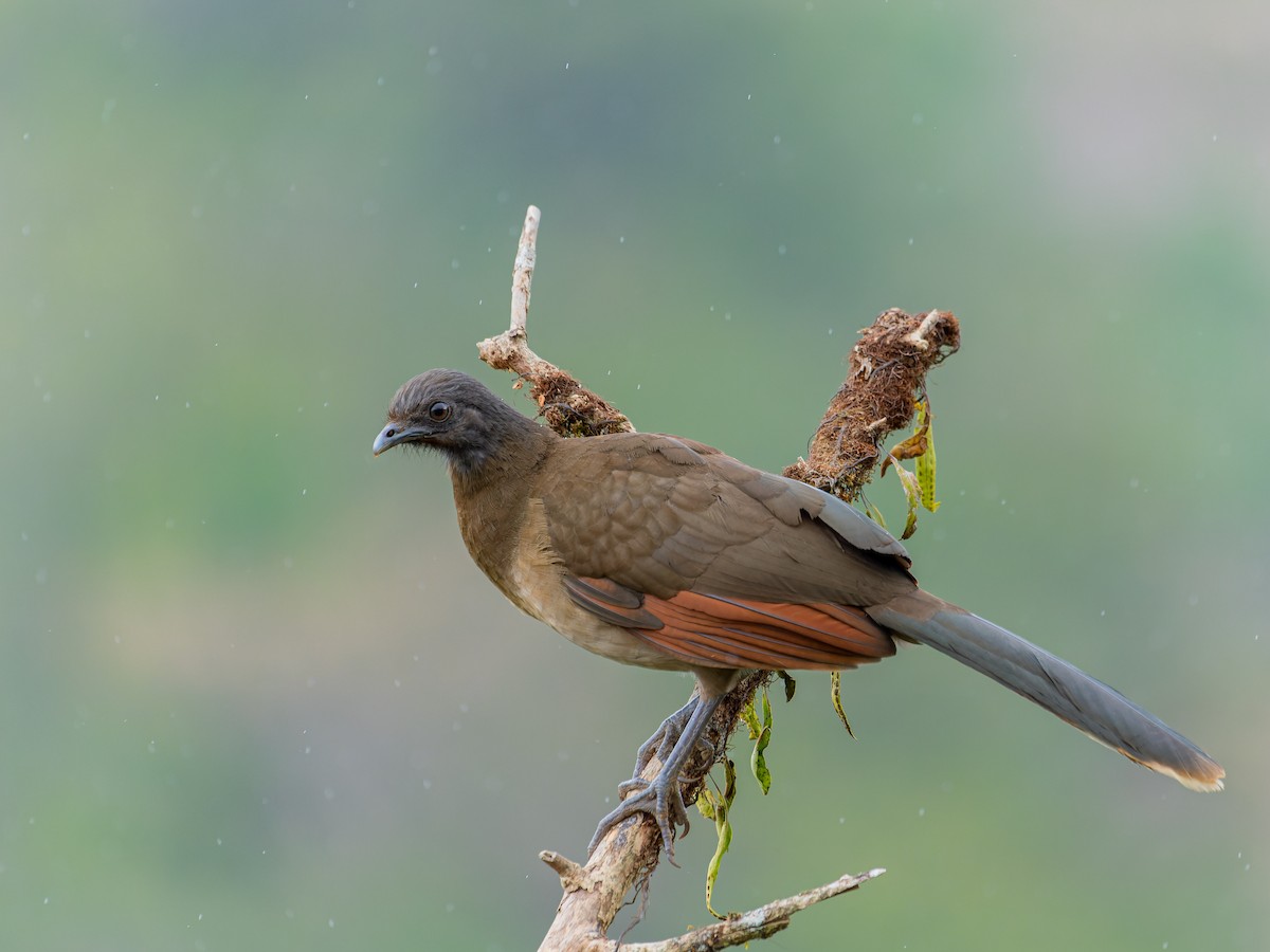 eBird Checklist - 15 Apr 2023 - Bajo La Paz, San Ramón - 33 species