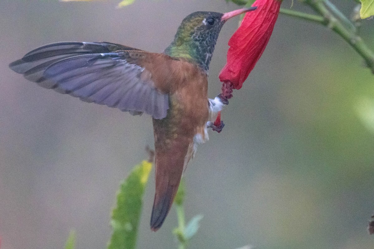 ML560632581 - Amazilia Hummingbird - Macaulay Library