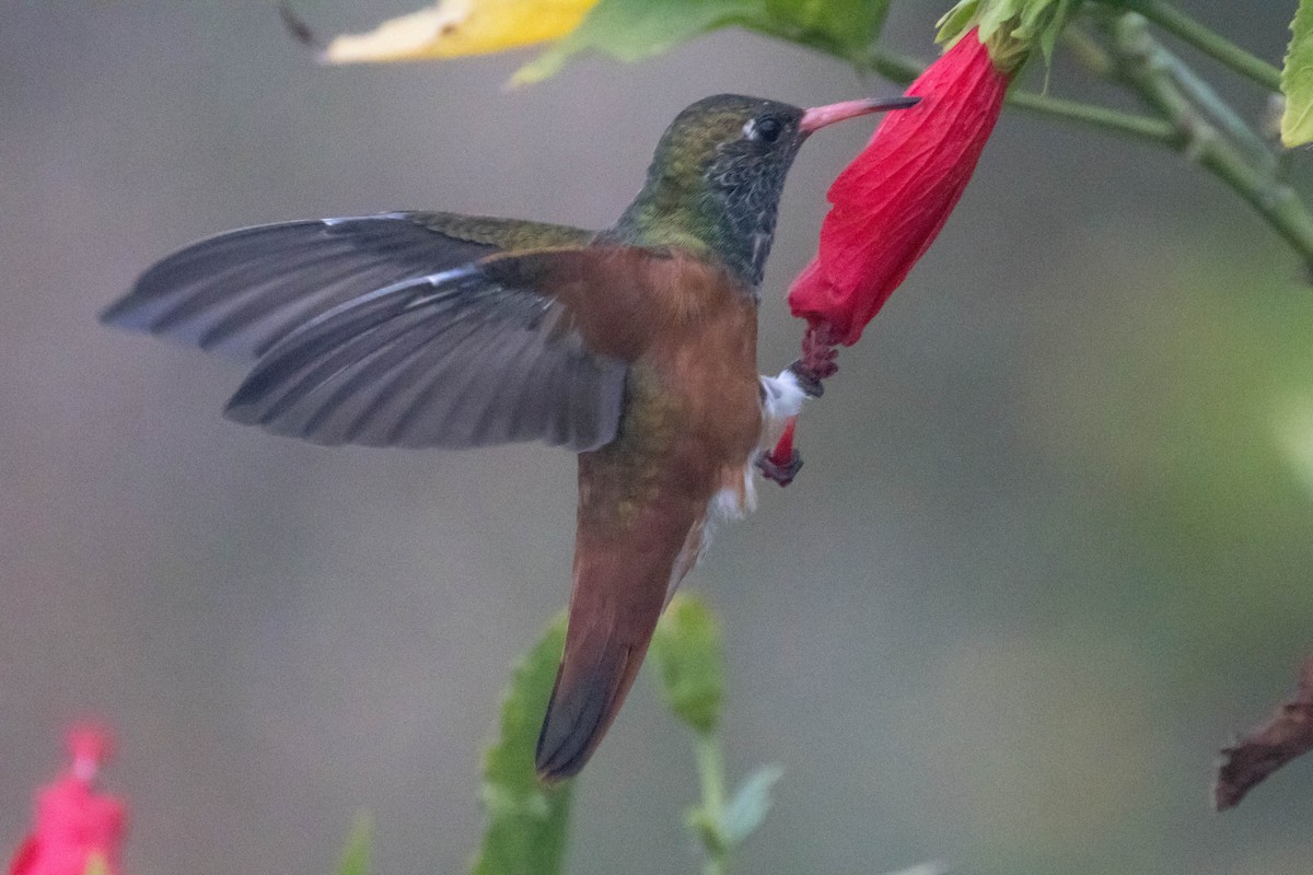 ML560632591 - Amazilia Hummingbird - Macaulay Library