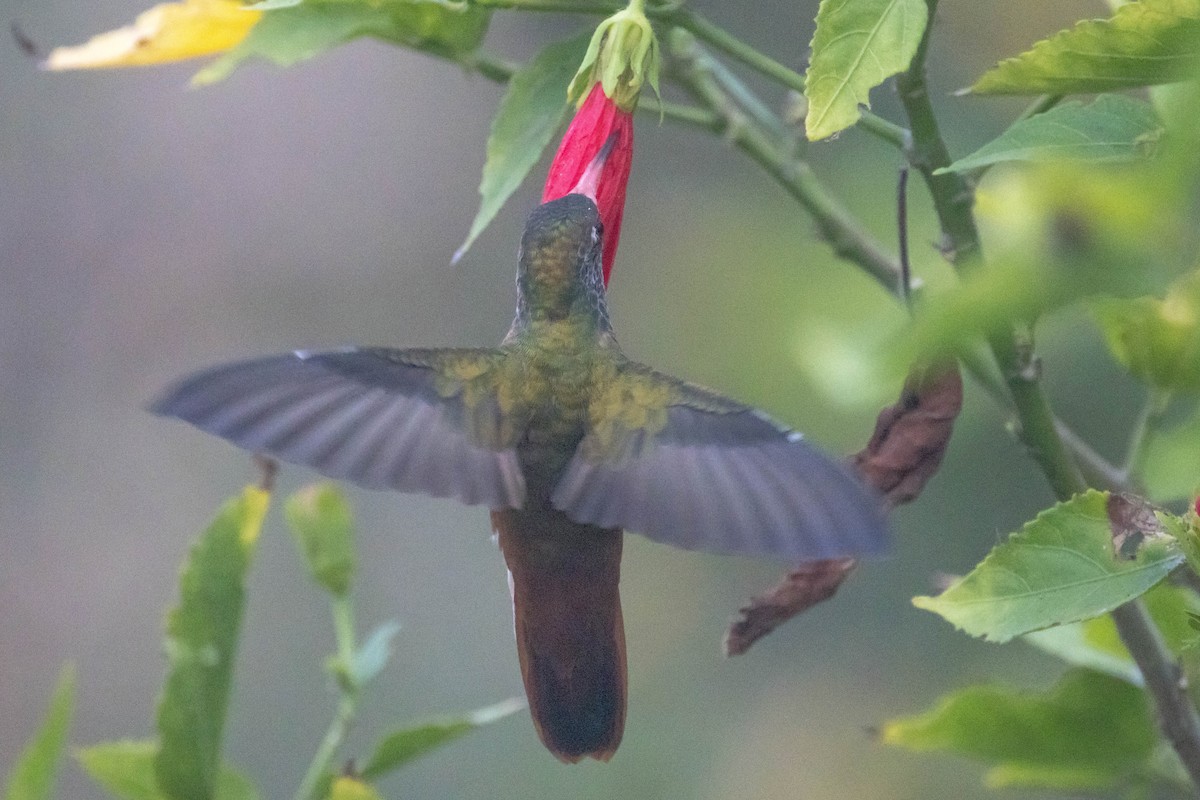 ML560632611 - Amazilia Hummingbird - Macaulay Library