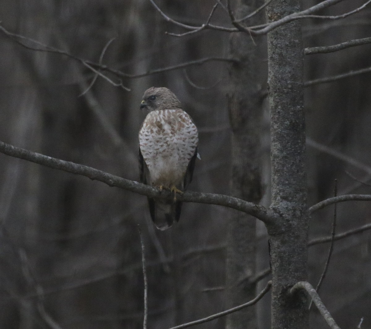 eBird Checklist - 19 Apr 2023 - Providence Hill Rd, Atkinson, NH - 1 species