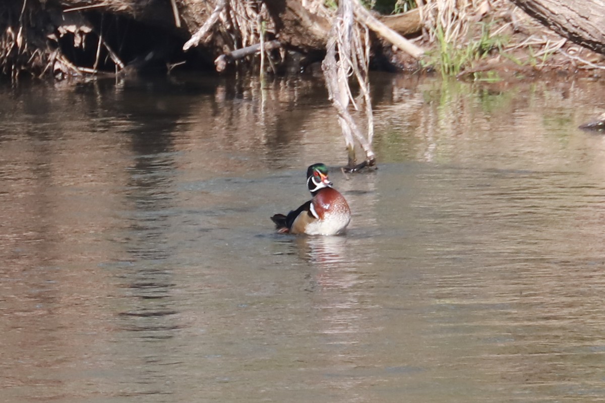 eBird Checklist - 21 Apr 2023 - Sober Bridge, Spring Mills US-PA (40. ...