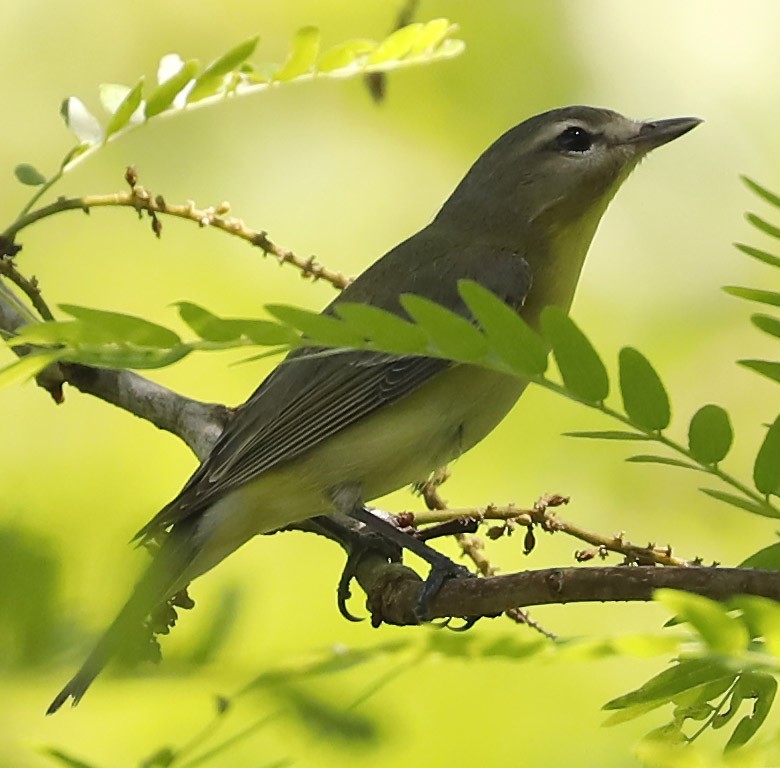 eBird Checklist - 21 Apr 2023 - Peveto Woods--Baton Rouge Audubon ...