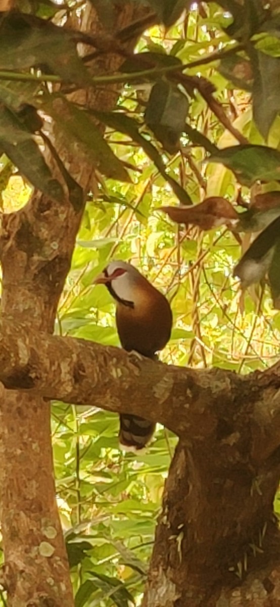 eBird Checklist - 6 Apr 2023 - Word Of Life Bible Institute ...