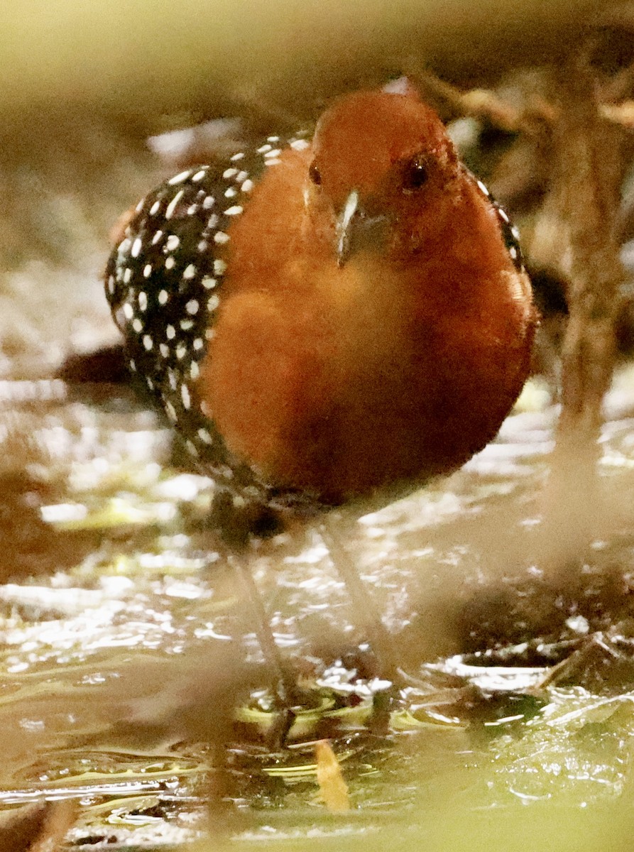 ML561011981 - White-spotted Flufftail - Macaulay Library