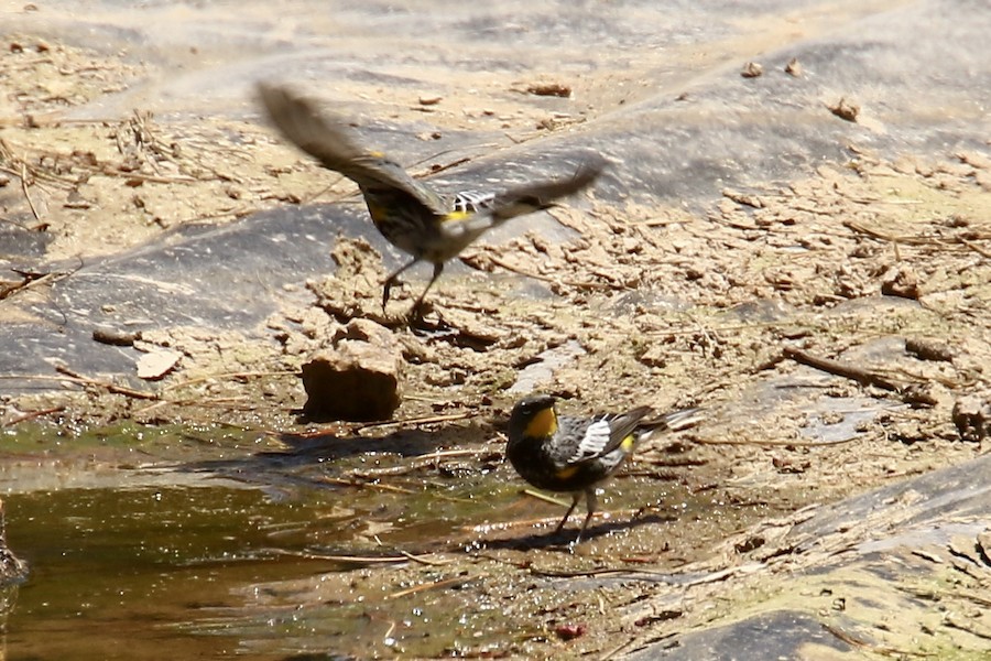 Yellow-rumped Warbler (West Mexico) - eBird