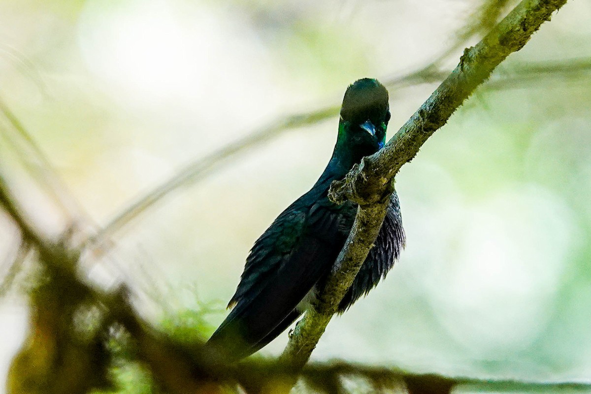 eBird Checklist - 23 Apr 2023 - Río Tuis ZP--near Rancho Naturalista ...