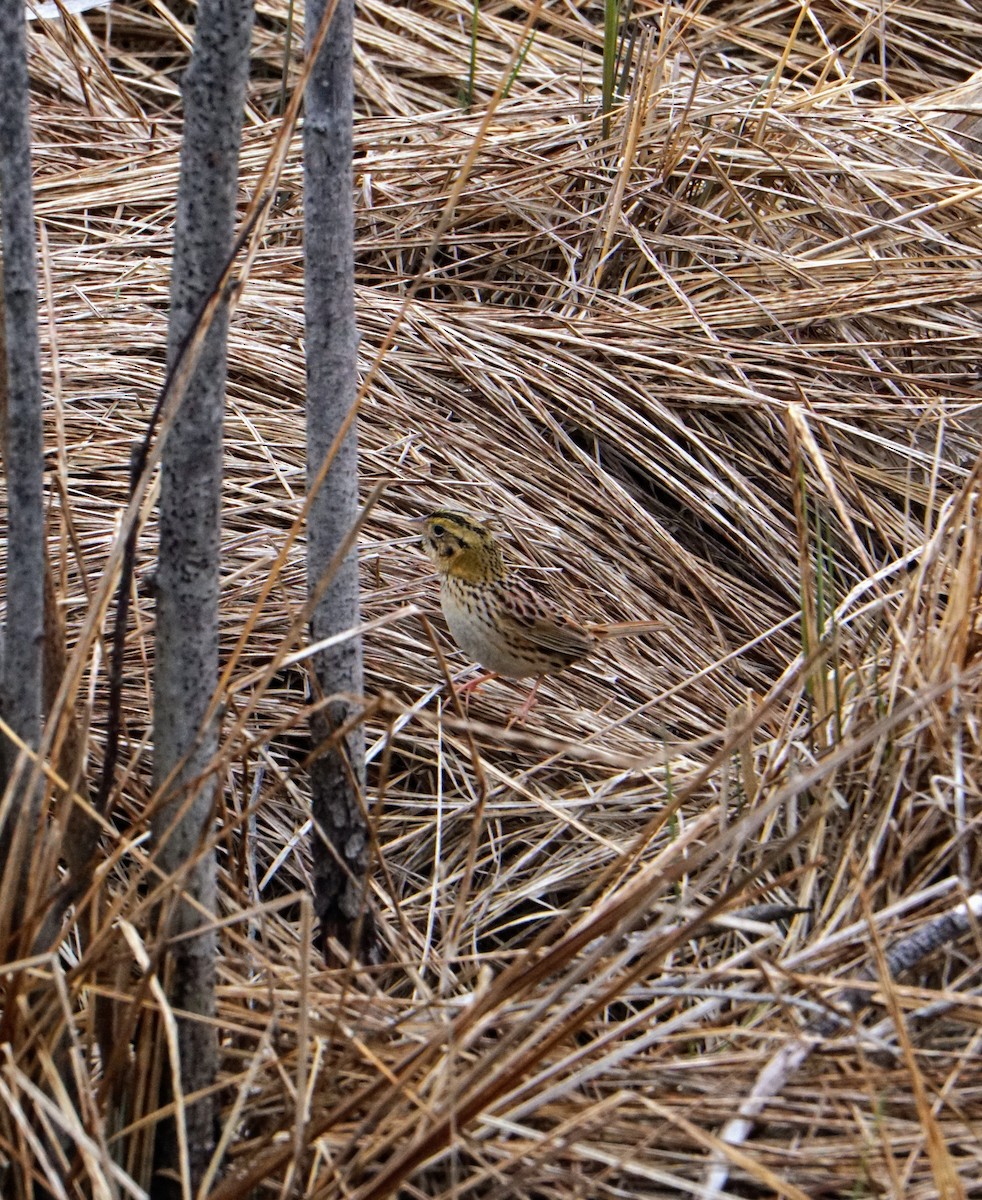 eBird Checklist - 23 Apr 2023 - 358 Erie Boulevard, Port Rowan, Ontario ...