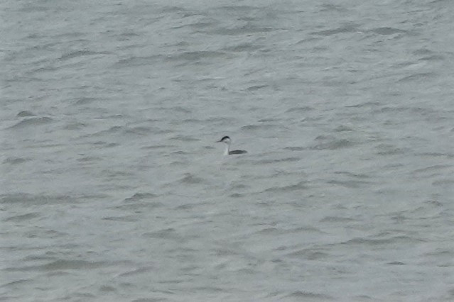 eBird Checklist - 23 Apr 2023 - Presque Isle SP--Gull Pt. - 10 species