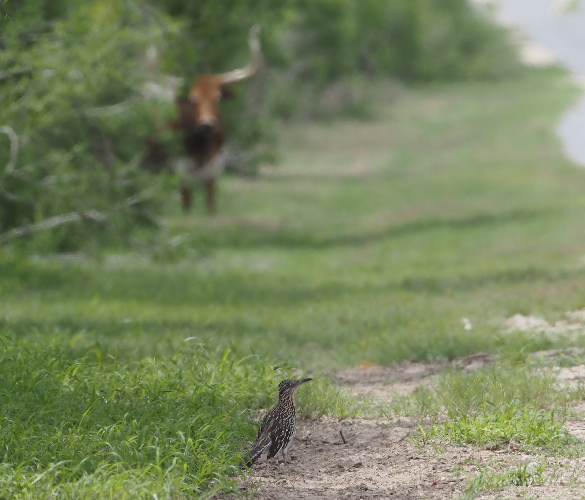 eBird Checklist - 16 Apr 2023 - King Ranch--Norias Division (Kenedy Co ...
