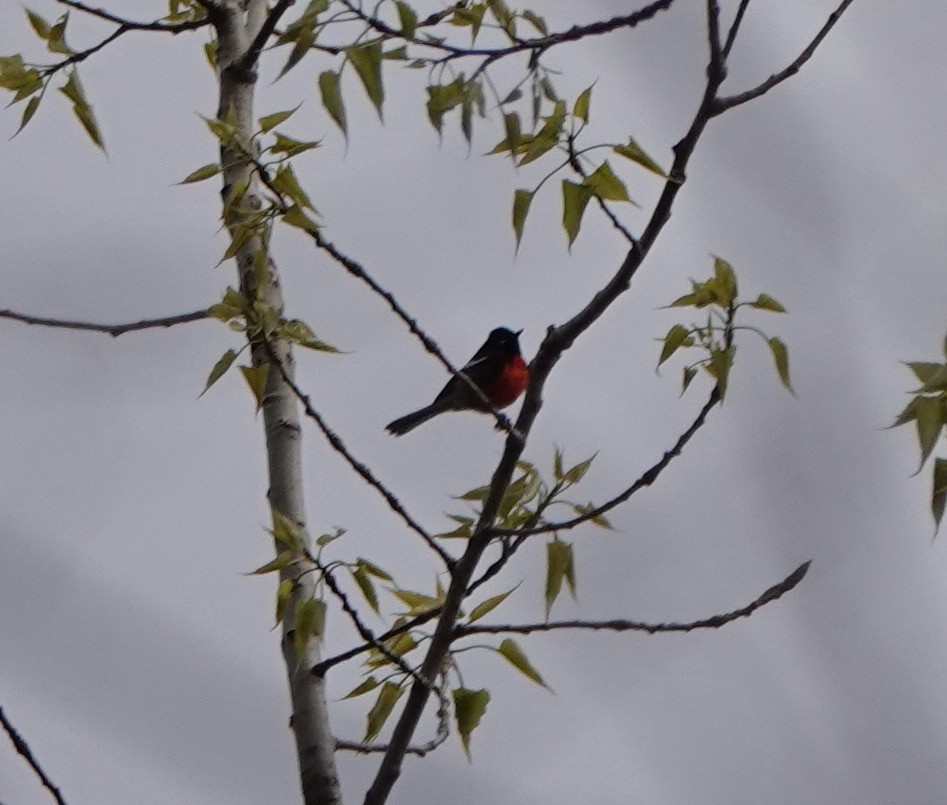 eBird Checklist - 23 Apr 2023 - Spring Green Preserve--East - 29 species