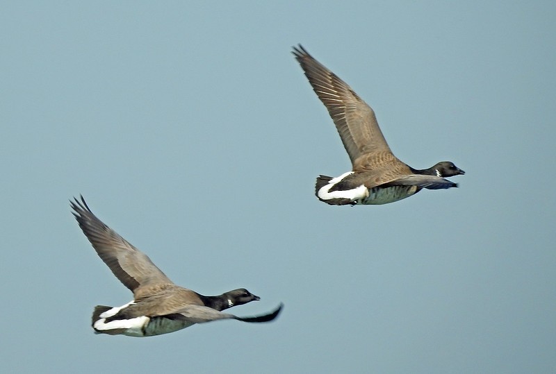 eBird Checklist - 21 Apr 2023 - Lewes-Cape May Ferry (DE waters) - 37 ...