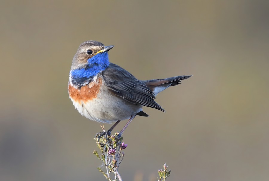 Bluethroat (Iberian) - eBird
