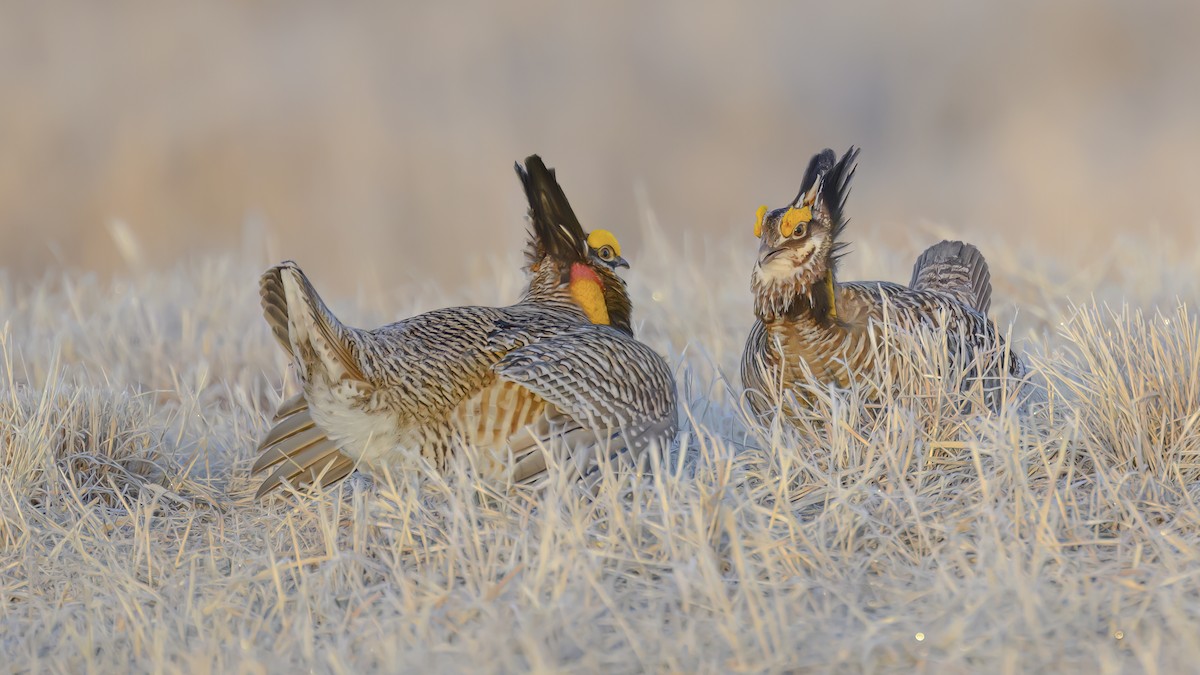 Greater Prairie-Chicken - Tympanuchus cupido - Media Search - Macaulay ...