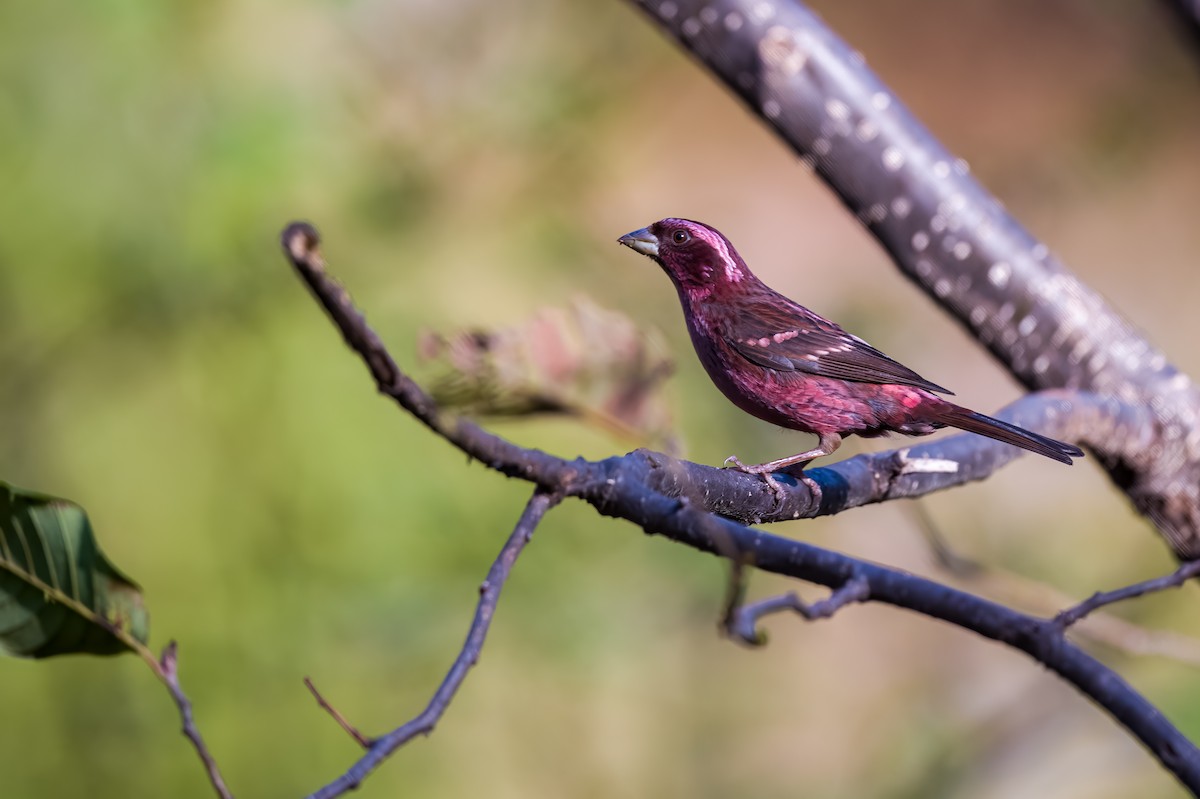 ML562544071 - Spot-winged Rosefinch - Macaulay Library