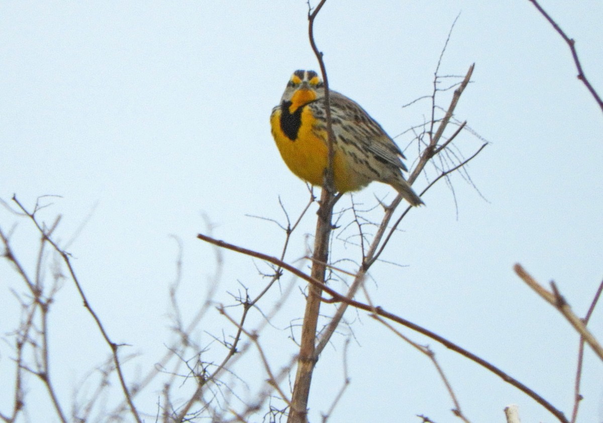 eBird Checklist - 25 Apr 2023 - Hartlen Point - 36 species (+1 other taxa)