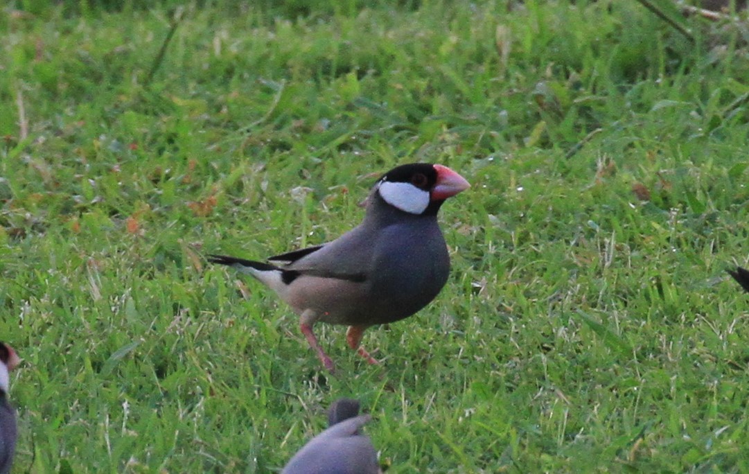 ML562632321 - Java Sparrow - Macaulay Library