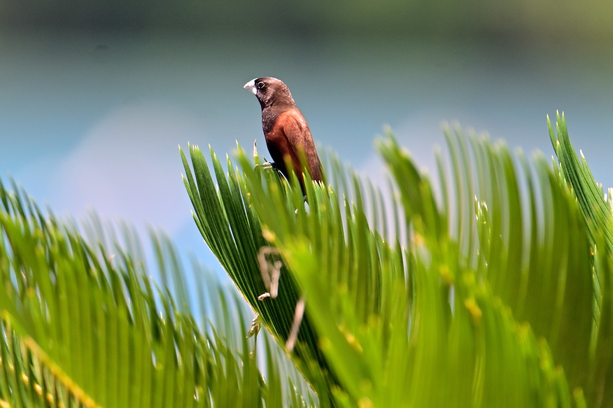 ML562648831 - Chestnut Munia - Macaulay Library