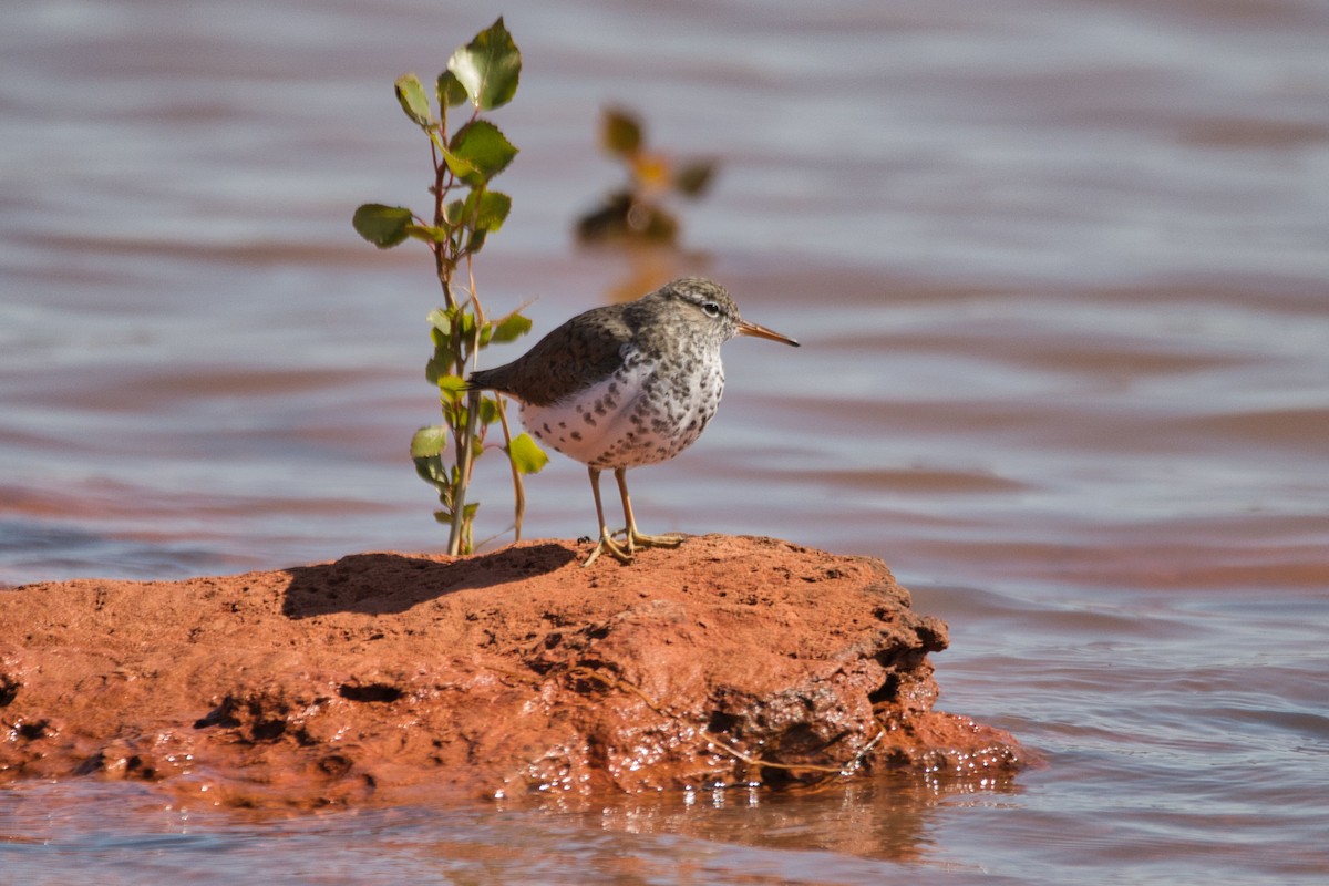 eBird Checklist - 23 Apr 2023 - Lake Stanley Draper- Point 6 - 32 species