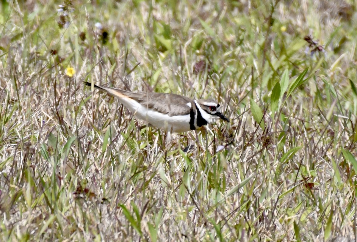 eBird Checklist - 25 Apr 2023 - Fannin Co. Park - 66 species