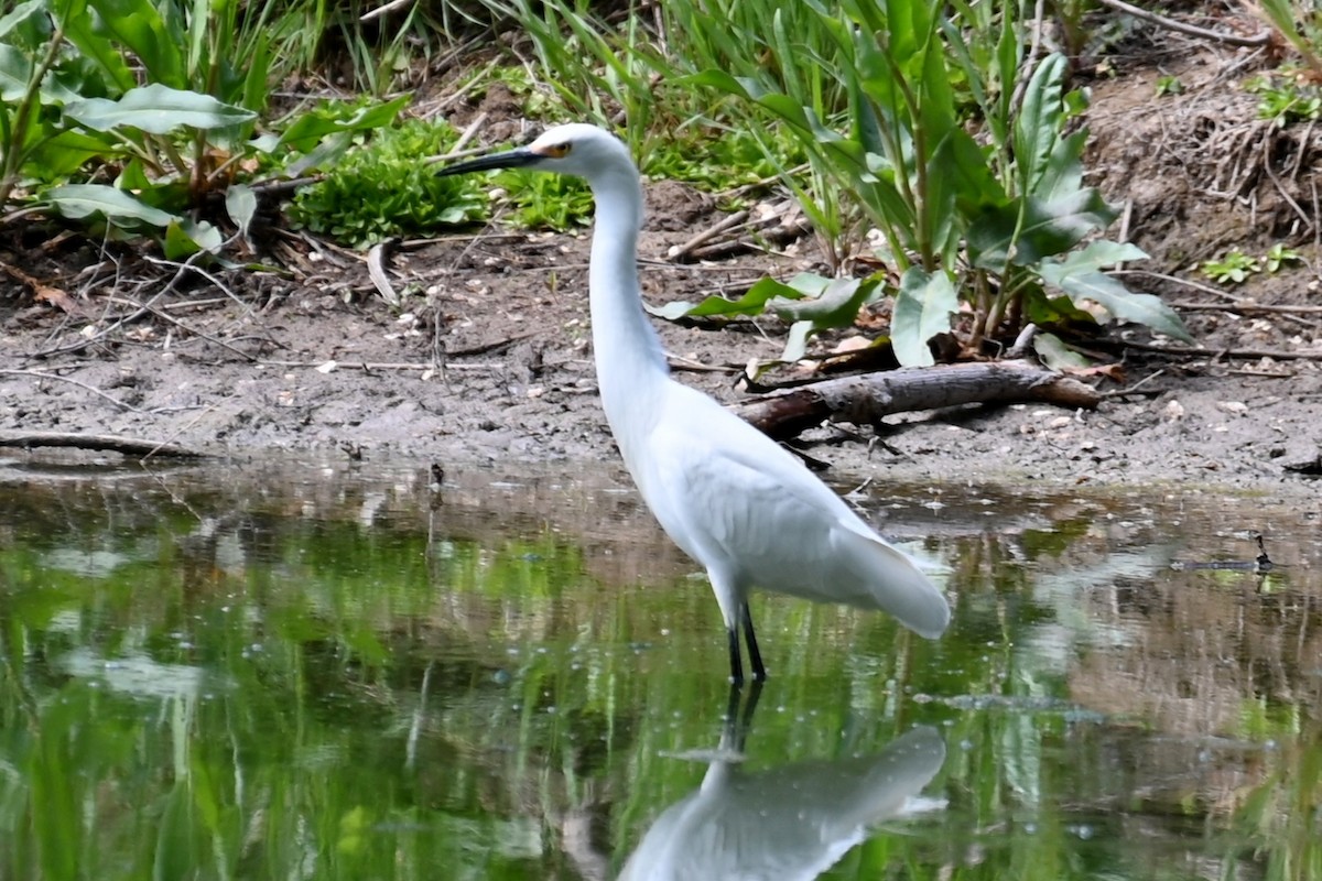 eBird Checklist - 25 Apr 2023 - Yellow House Draw downstream of Canyon ...