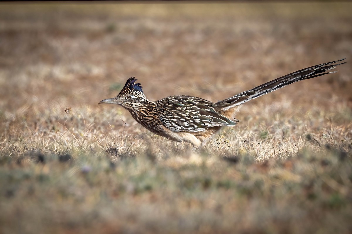eBird Checklist - 23 Apr 2023 - Caprock Canyons SP--Lake Theo - 17 ...