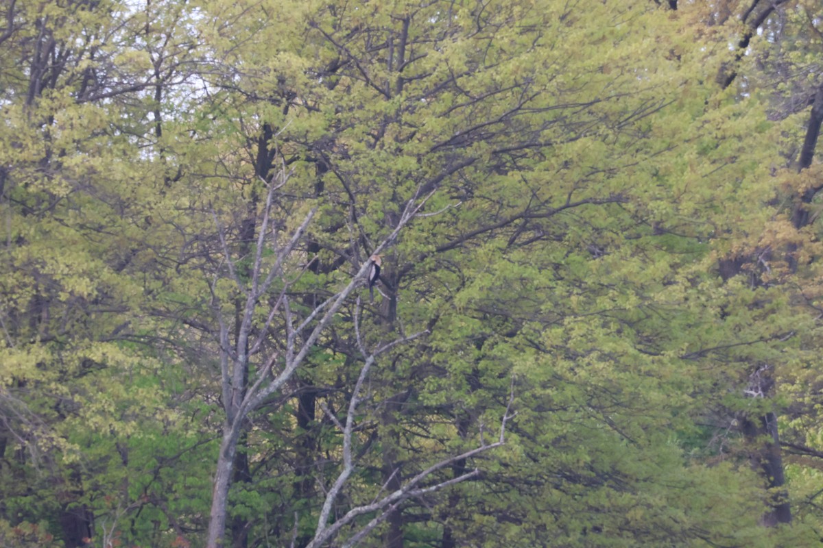 eBird Checklist - 26 Apr 2023 - Prospect Park - 55 species