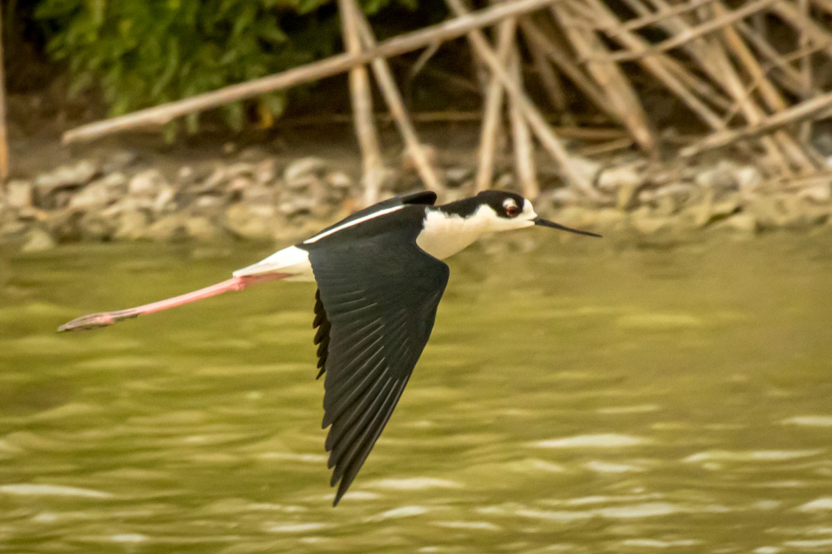 eBird Checklist - 18 Apr 2023 - 26219 Line 20 Road, San Benito, Texas ...