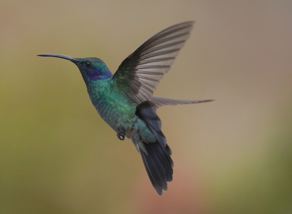 eBird Checklist - 8 Mar 2022 - Complejo Turístico Noche Buena - Museo ...