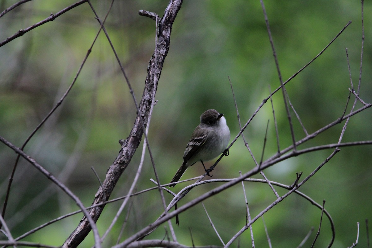 eBird Checklist - 26 Apr 2023 - Prairie Creek Park (Dallas Co. portion ...